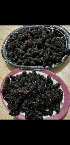 صنعاء طبخ وحلويات توت-354090|Yemen Mazad